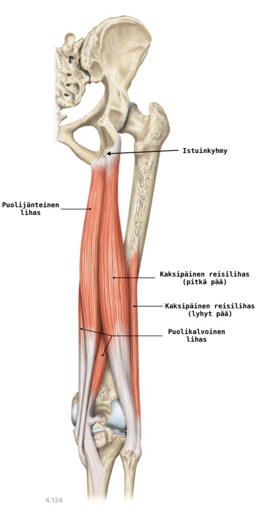 Syvä pakarakipu - Proksimaalinen takareiden tendinopatia. - Osteopaatti ...